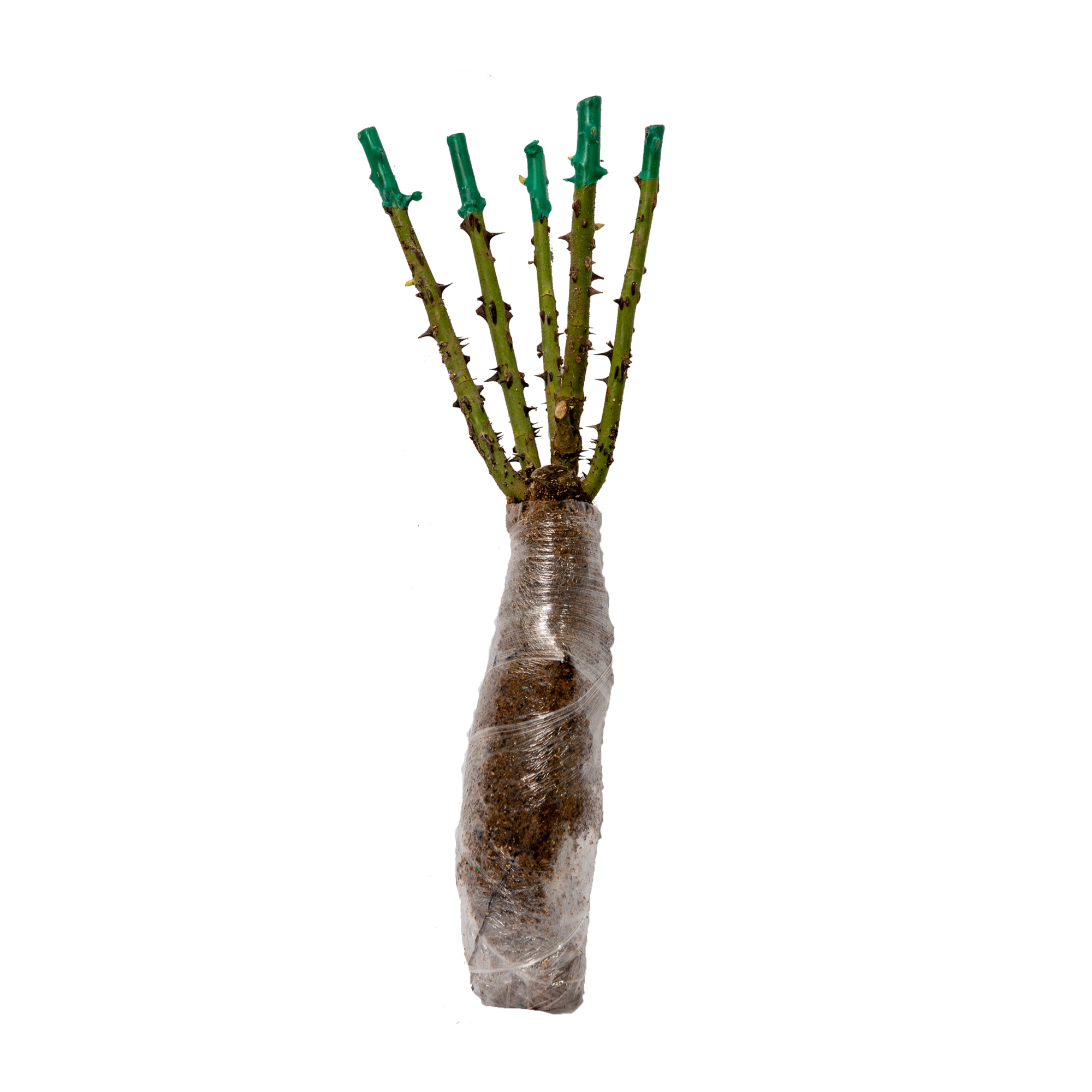 Butas trandafir, Urcator Alb, 1 bucata - eMAG.ro