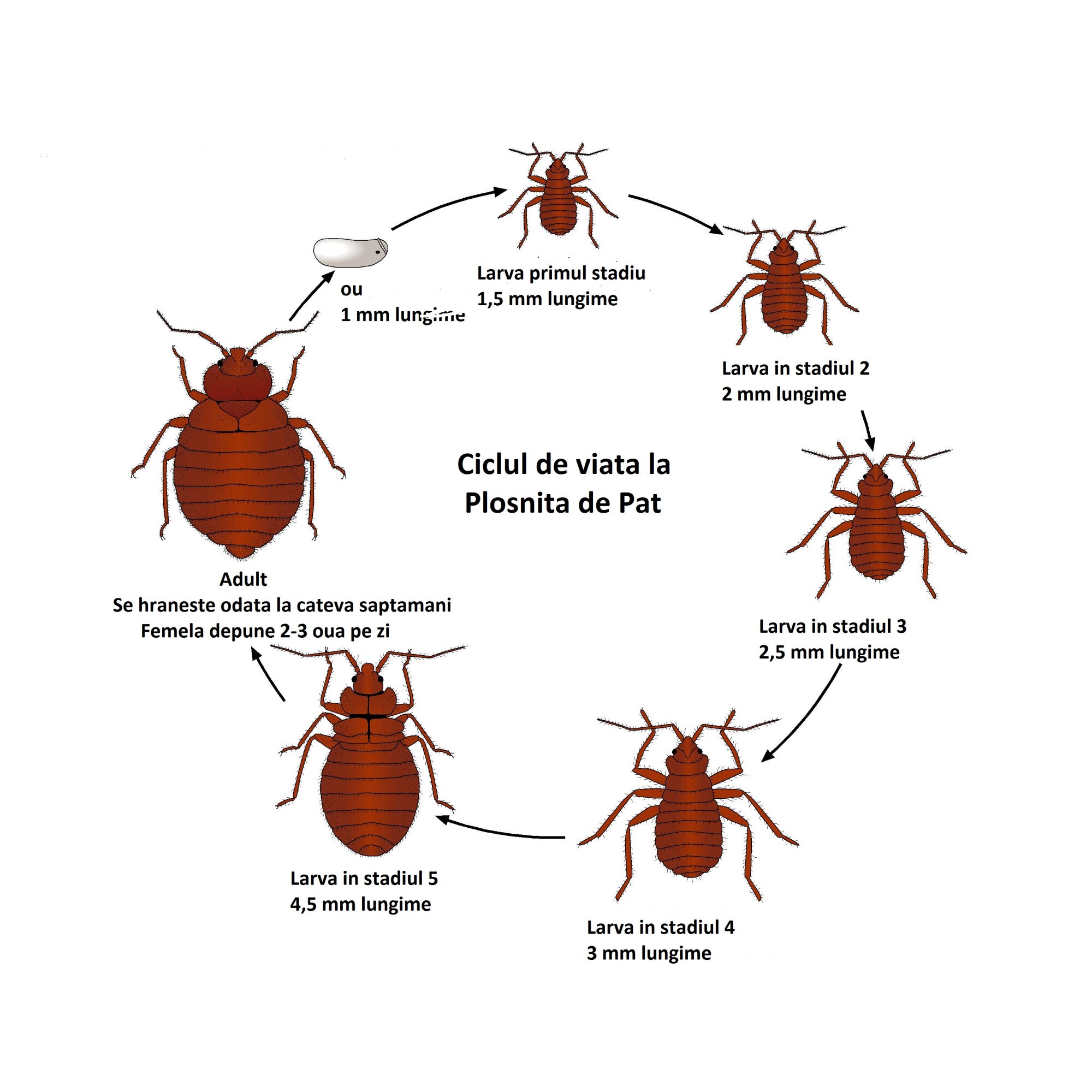 Insecticid Solfac 150 ml si CY10 Vebi 1 L si sac lavanda LF 10 gr ...