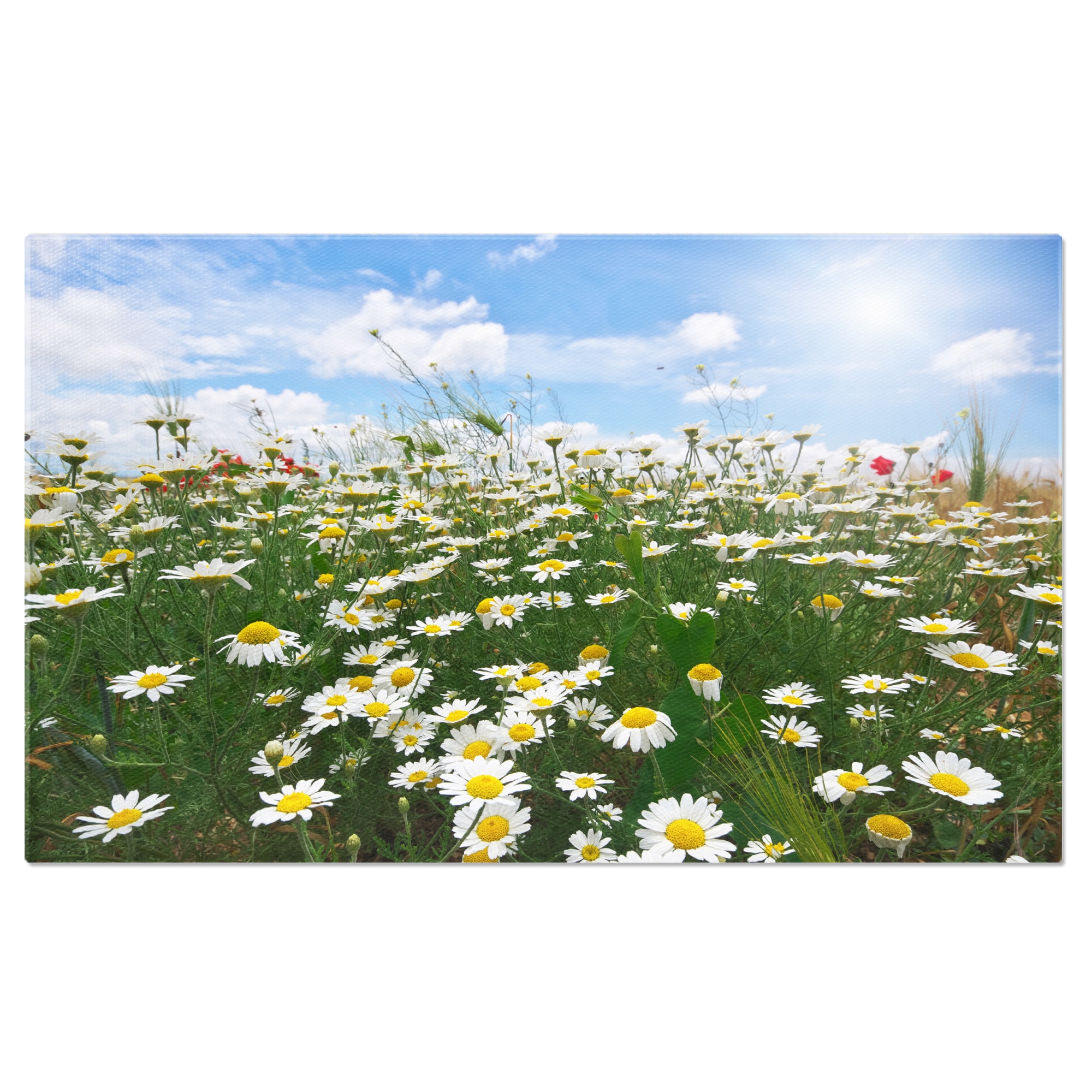 Tablou Canvas Pajiste de Primavara cu Margarete natura, primavara ...