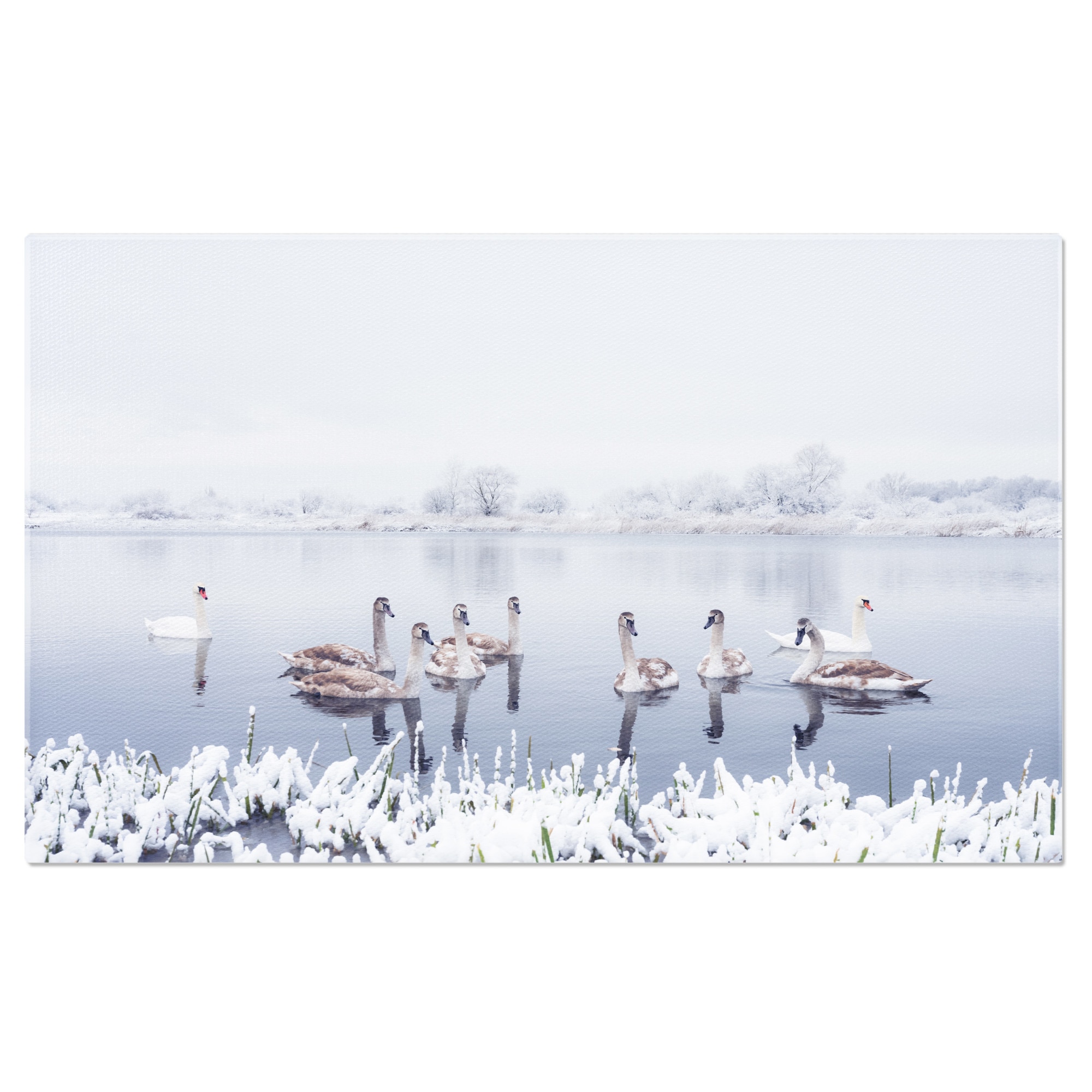 Tablou Canvas Familie de Lebede Inotand in Lacul de Iarna, lebede ...