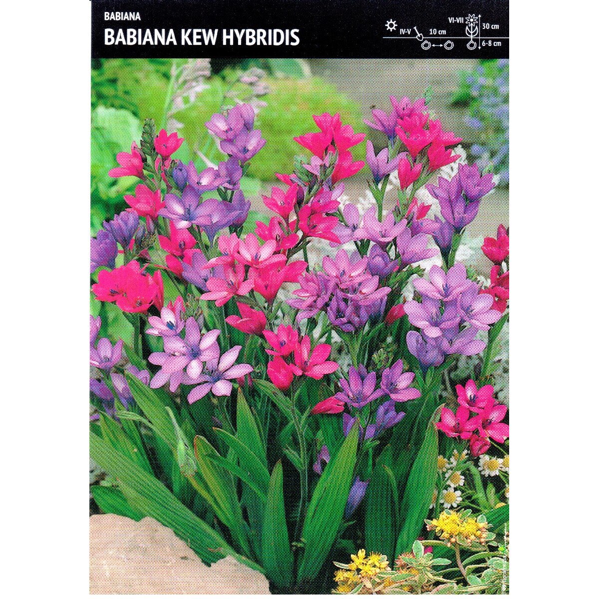 Babiana Kew Hybrids Bulb 5 buc - eMAG.ro