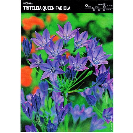 Zambila California Bulb 10 buc., Brodiaea Queen Fabiola - eMAG.ro