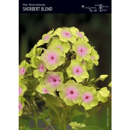 Brumarele Phlox Sherbet Blend Verde Roz Bulbi 1 buc - eMAG.ro