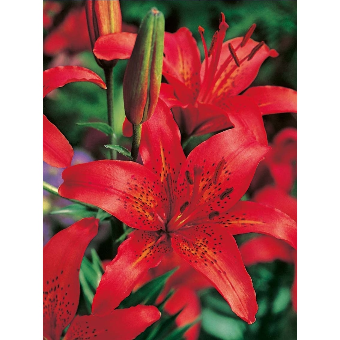 Crin Asiatic Rosu Bulbi 1 buc - eMAG.ro