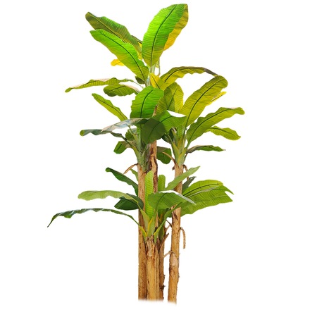 Copac artificial, Banan Musa fara ghiveci, Naimeed D5649, 305x120 cm ...