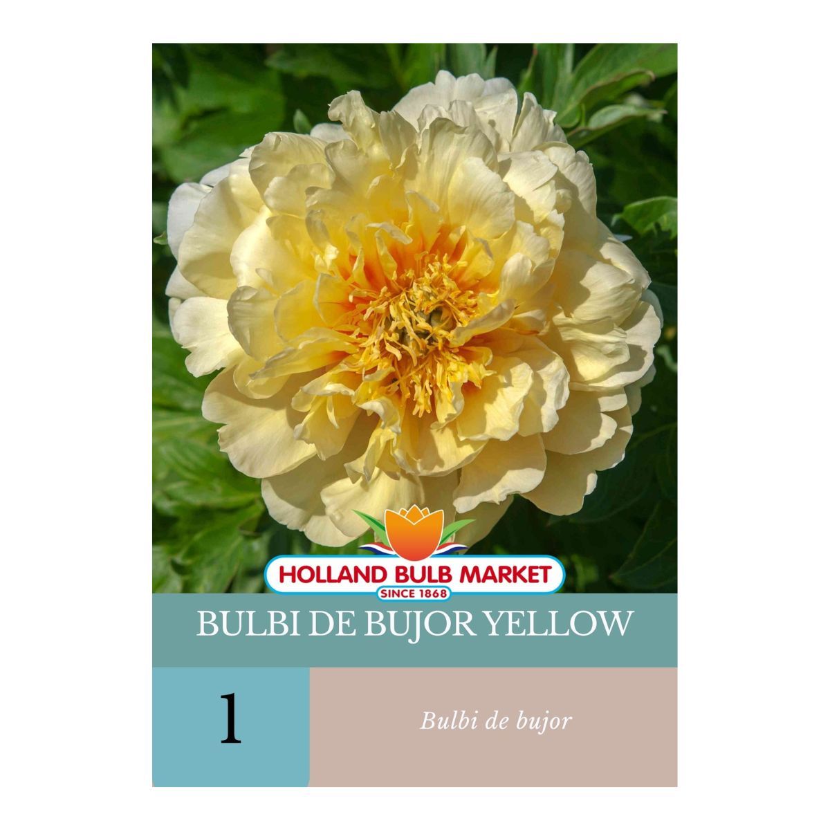 Bulb de Bujor Yellow - eMAG.ro