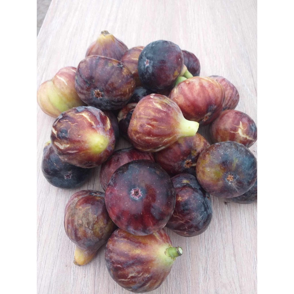 Smochin Ficus Carica Brown Turkey, inaltime 100 cm - eMAG.ro