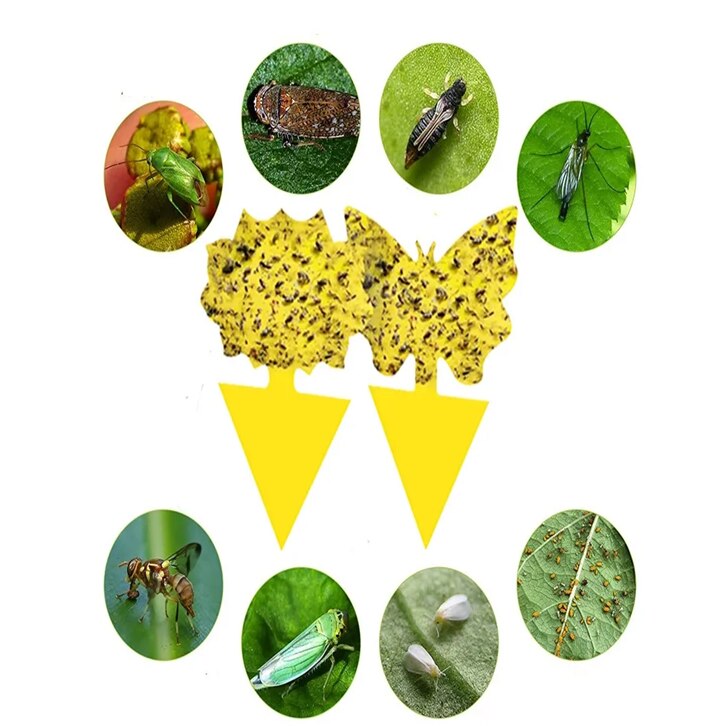 Set 5 placi galbene cu lipici pe ambele parti, capcana pentru insectele ... Set 5 placi galbene cu lipici pe ambele parti, capcana pentru insectele ...