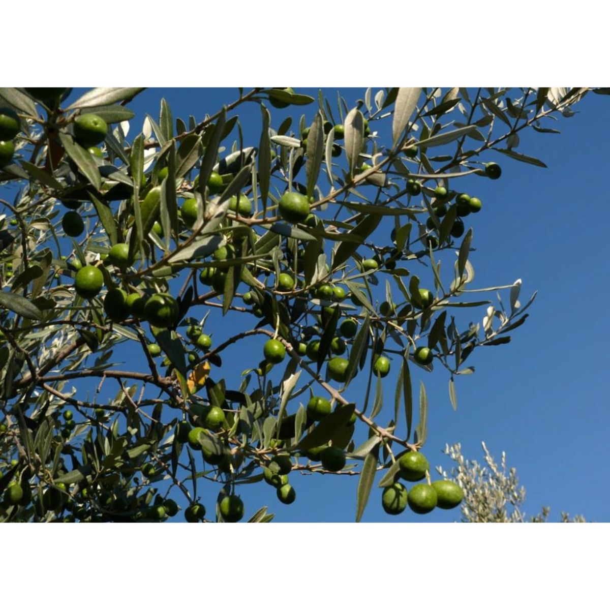 Planta Maslin Comun, 40 cm - eMAG.ro