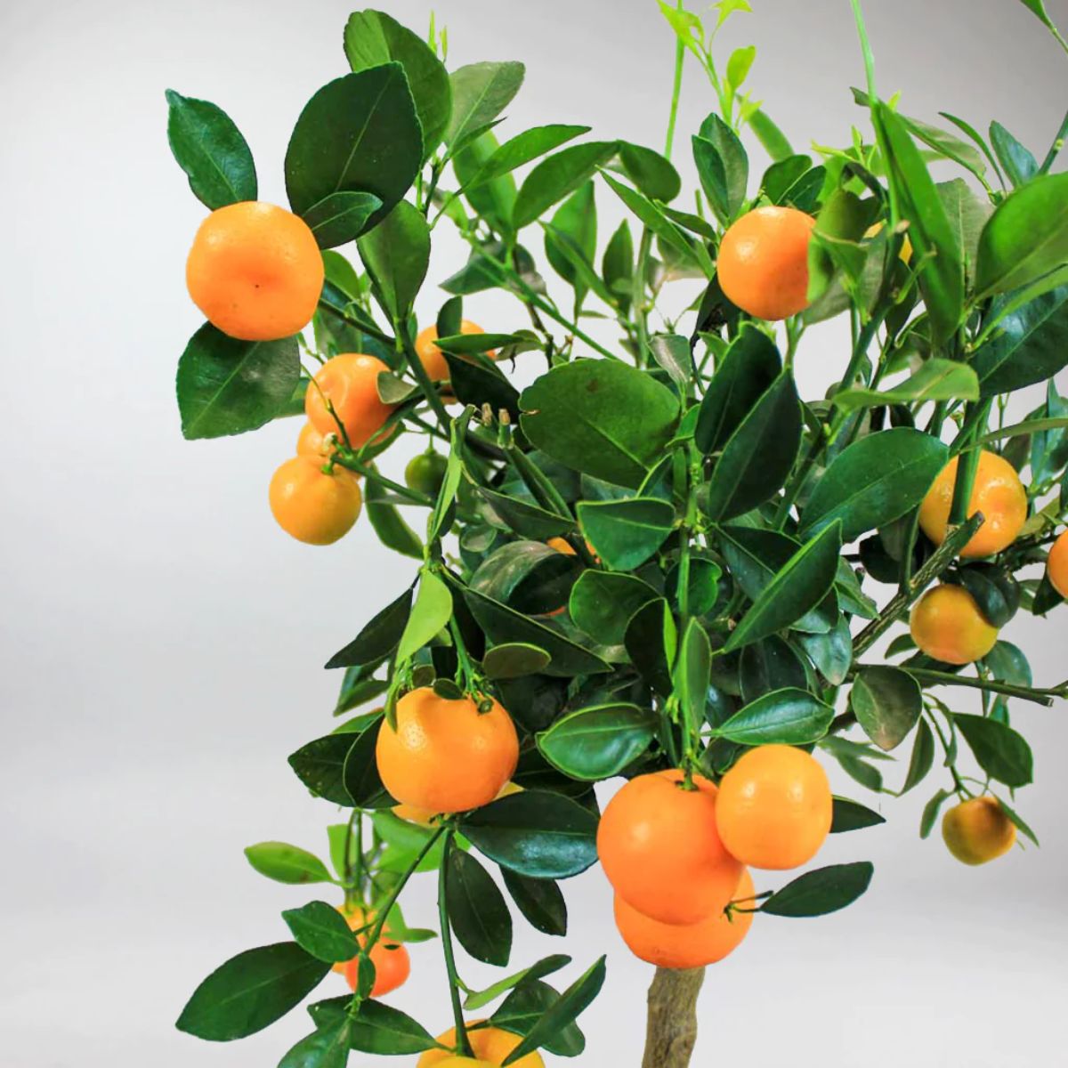 Planta portocal pitic, calamodin Panama Orange, 40 cm - eMAG.ro