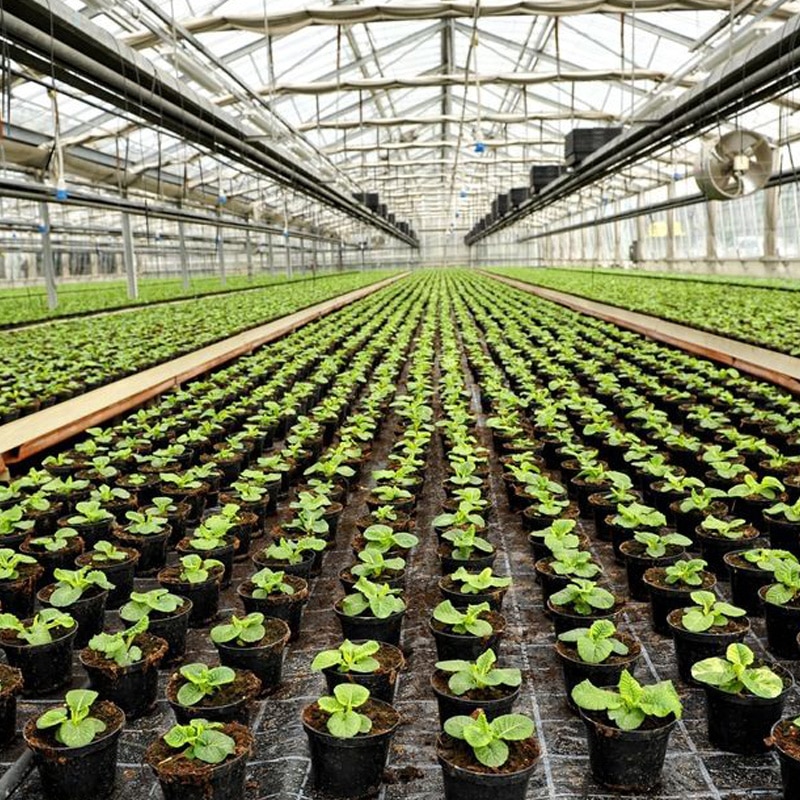 Folie agrotextil, PROCART, antiburuieni, 70 g/mp, 1.1 x 50 metri ...