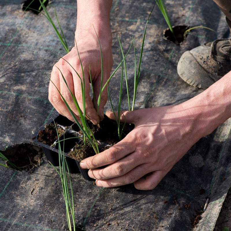 Folie agrotextil, PROCART, antiburuieni, 70 g/mp, 1.1 x 50 metri ...