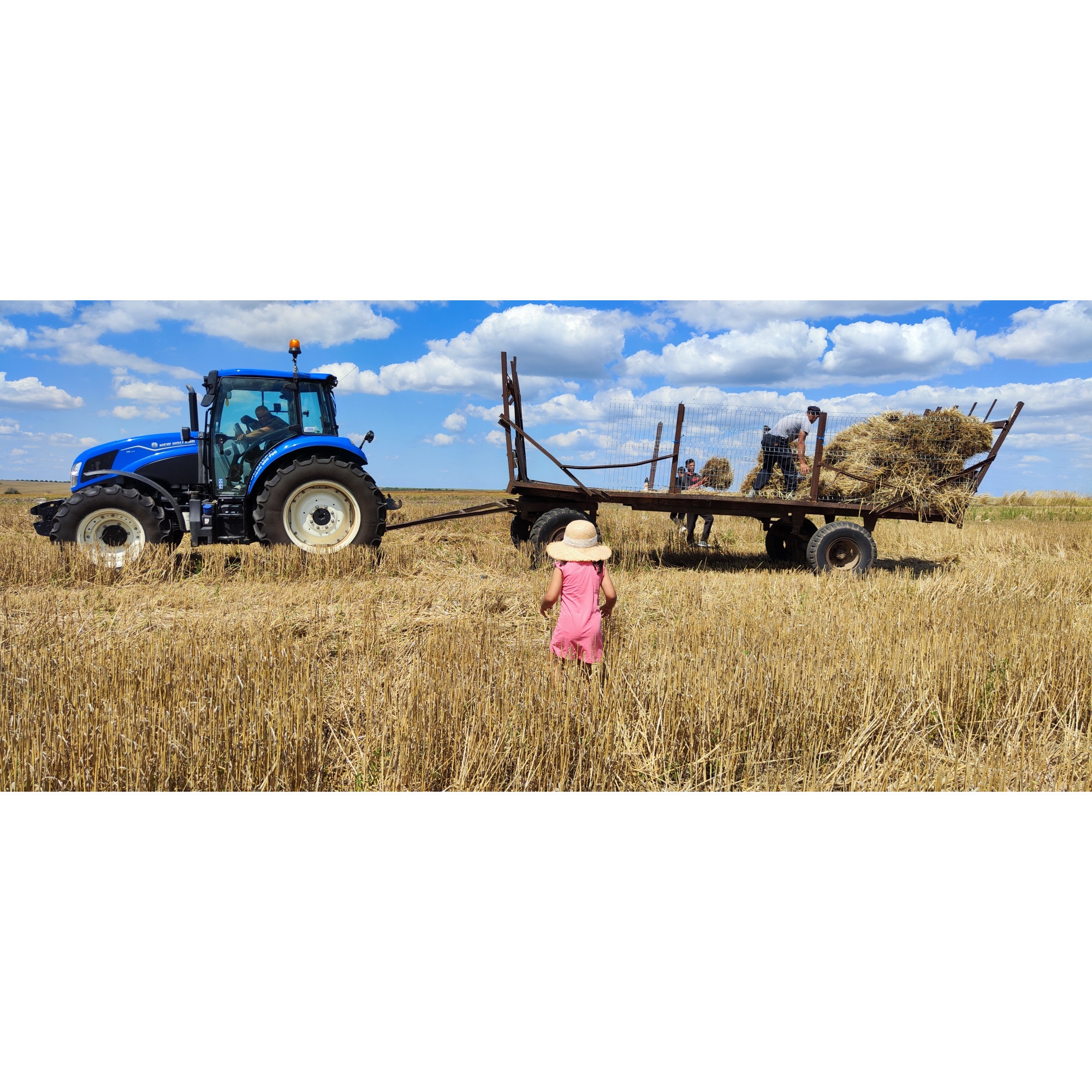 Paie de baut din tulpini de grau 19 cm, 300 bucati, naturale, ecologice ...