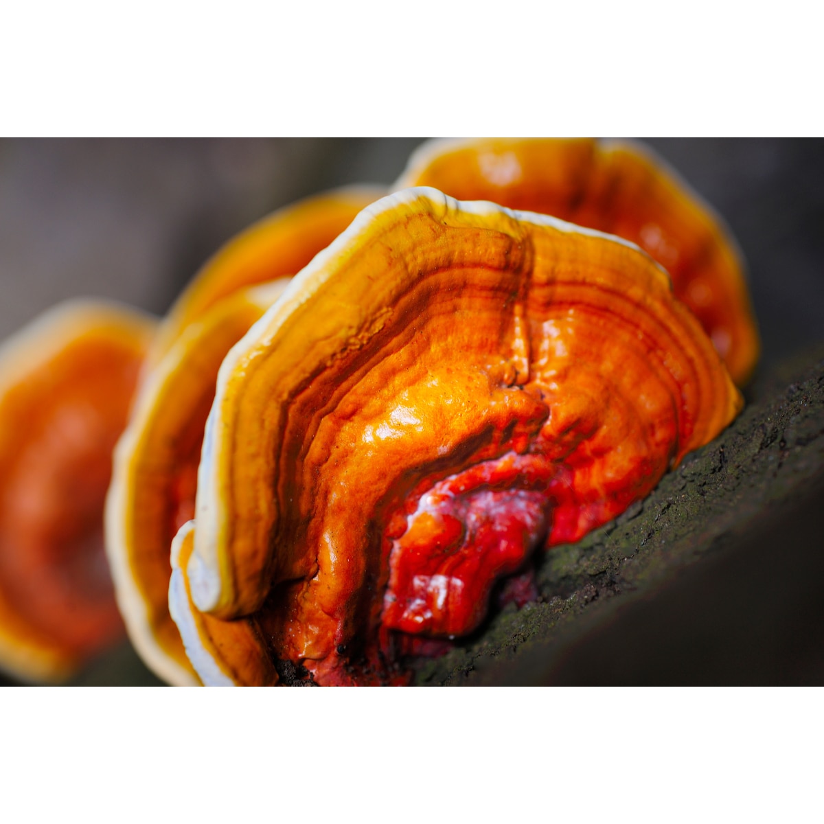 Ceai de ciuperci Reishi Ganoderma lucidum, 100 g - eMAG.ro