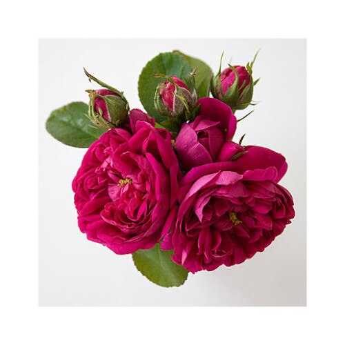 Trandafir de dulceata, Rose de rescht, culoare roz, parfum intens - eMAG.ro