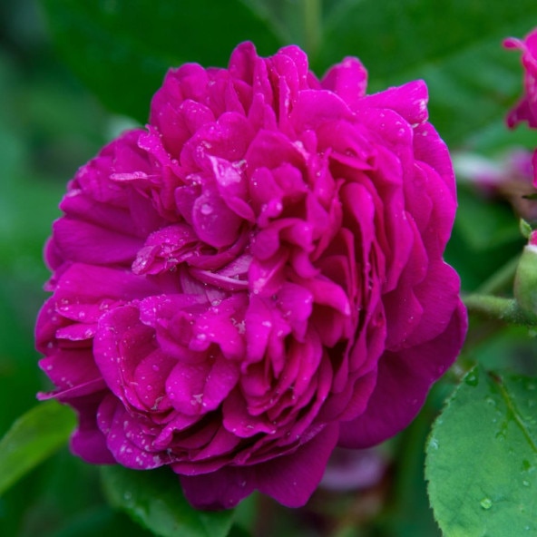 Trandafir de dulceata, Rose de rescht, culoare roz, parfum intens - eMAG.ro