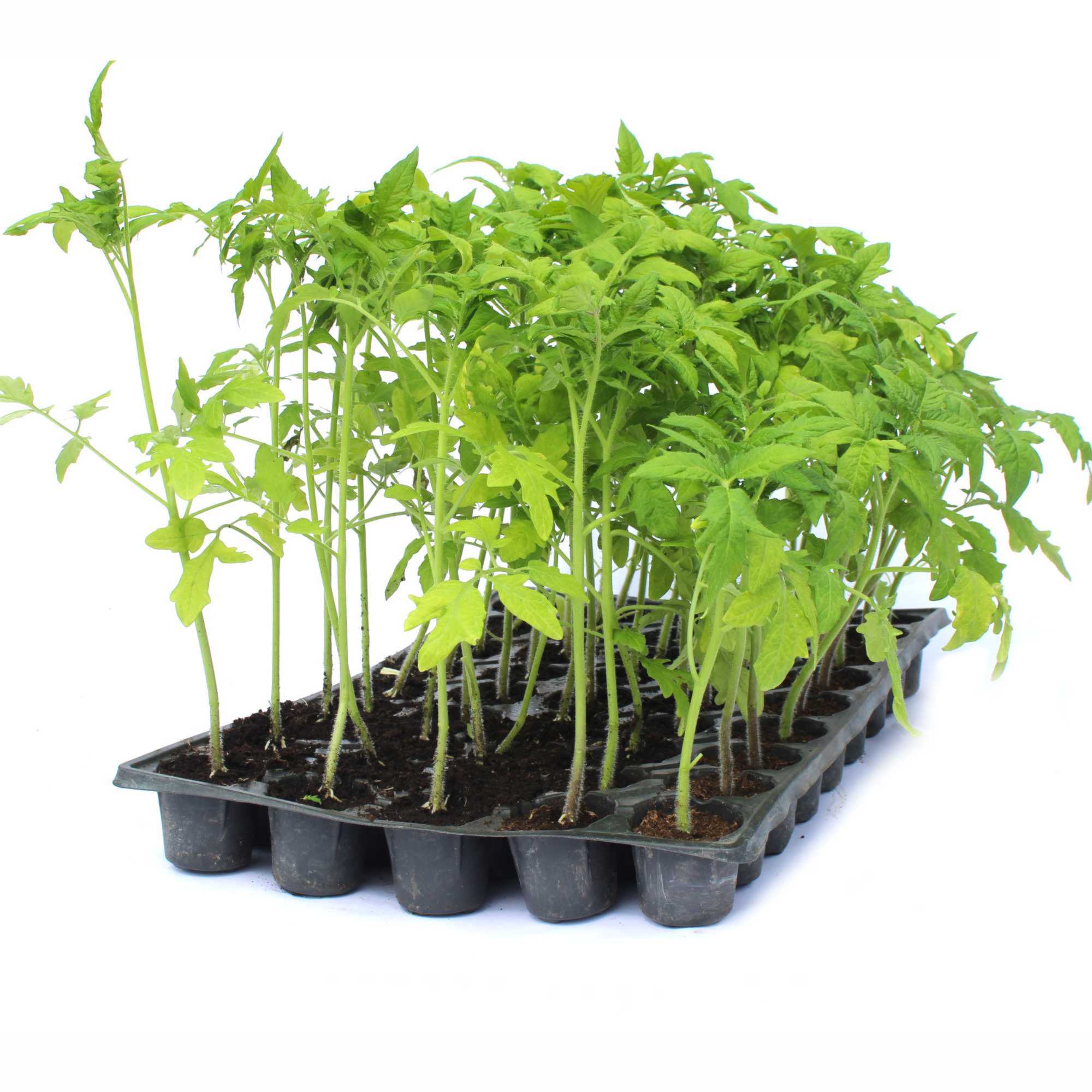 Rasad Tomate Buzau 1600, soi Romanesc, culoare rosie, 45 fire - eMAG.ro