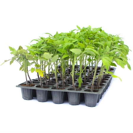 Rasad Tomate Prekos, soi hibrid F1 timpuriu, culoare rosie, 45 fire ...