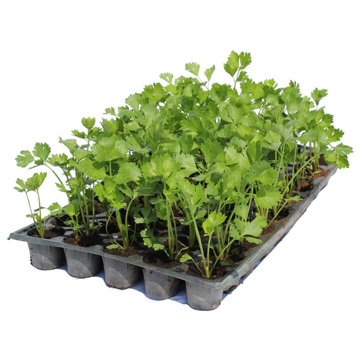 Rasad Telina de Radacina, o alveola cu 45 fire - eMAG.ro