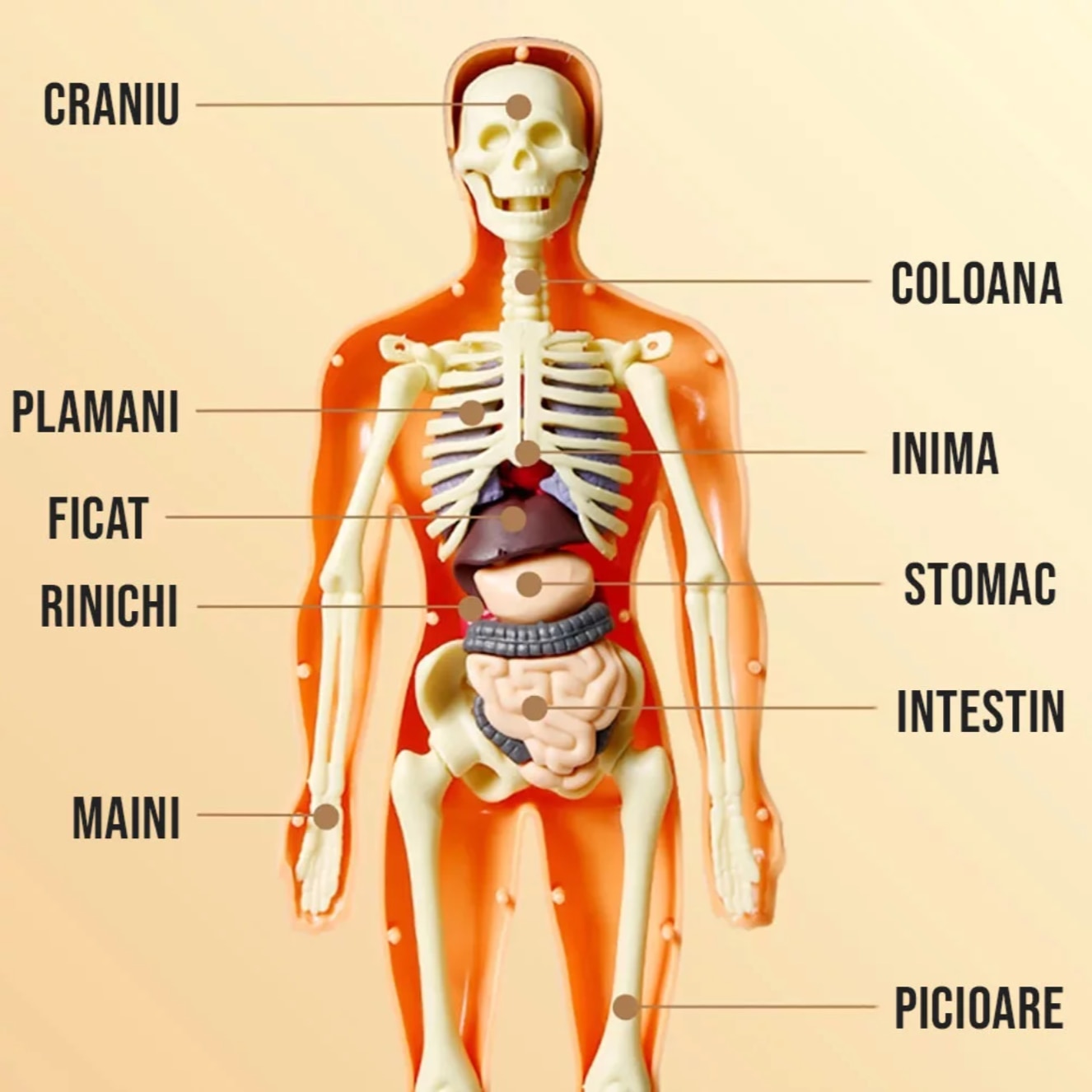 Figurina anatomica educativa Corpul Uman 3D, 28.5cm - eMAG.ro