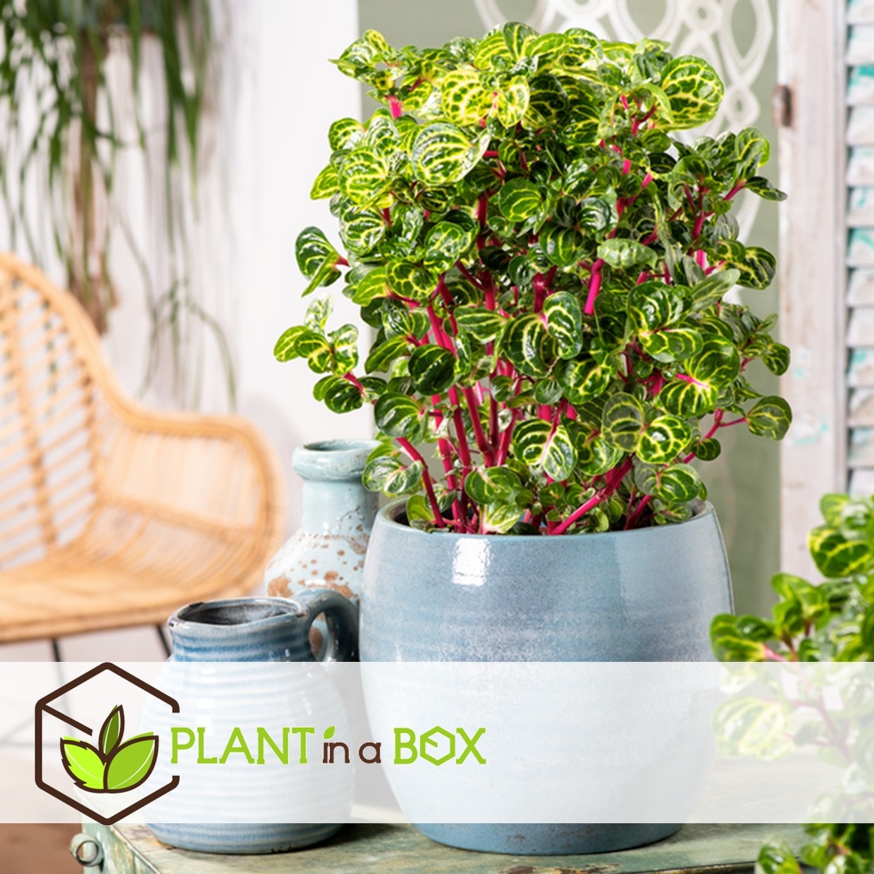 Planta decorativa, Iresine Herbstii 'Rich Gold Star', Verde-galben cu ...