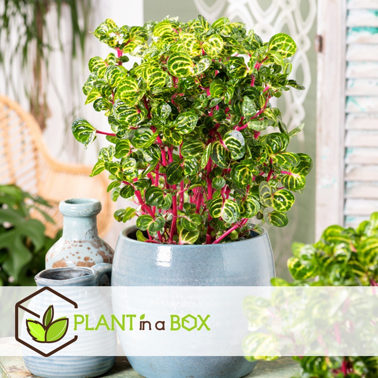 Planta decorativa, Iresine Herbstii 'Rich Gold Star', Verde-galben cu ...