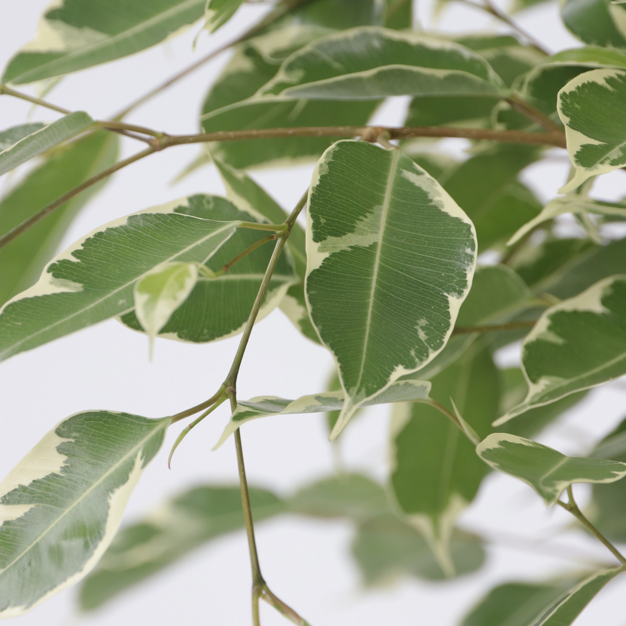 Smochin plangator - Ficus Benjamina 'Twilight' - Inaltime 100-110cm ...