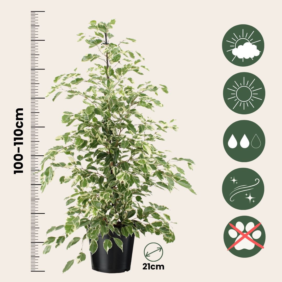 Smochin plangator - Ficus Benjamina 'Twilight' - Inaltime 100-110cm ...