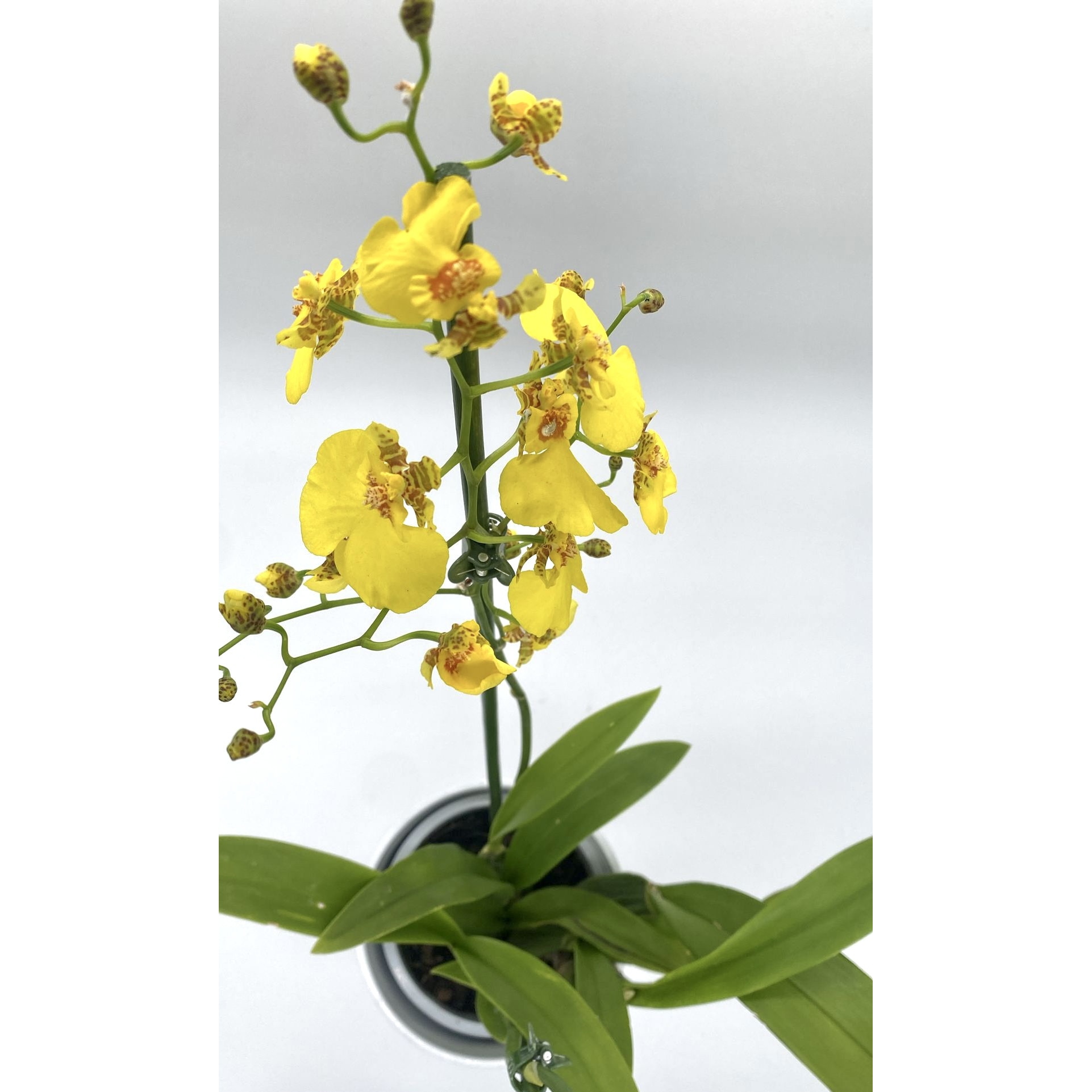 Planta naturala Orhidee bicolora (Oncidium sphacelatum), D ghiveci 10 ...