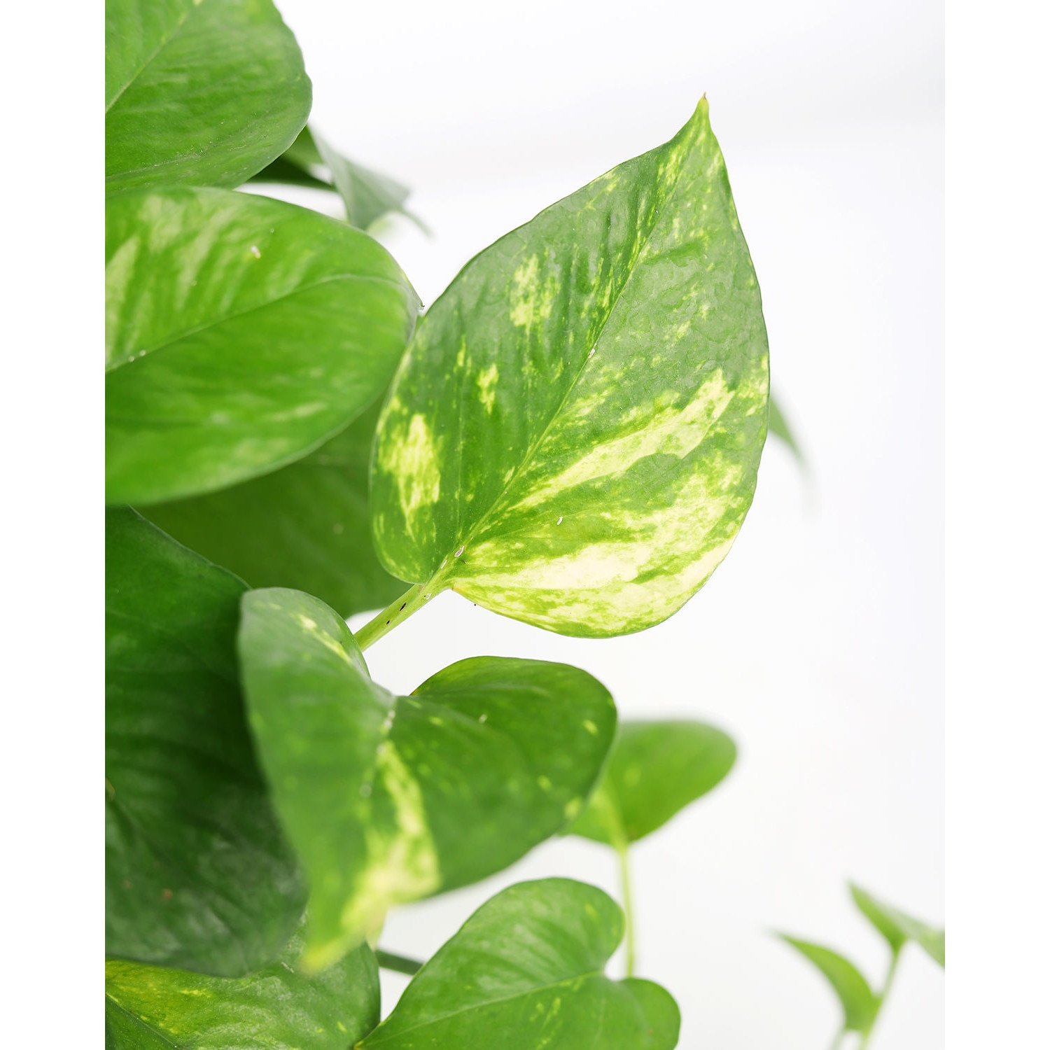 Planta naturala Pothos sau Scindapsus (Epipremnum aureum) Golden sau ...