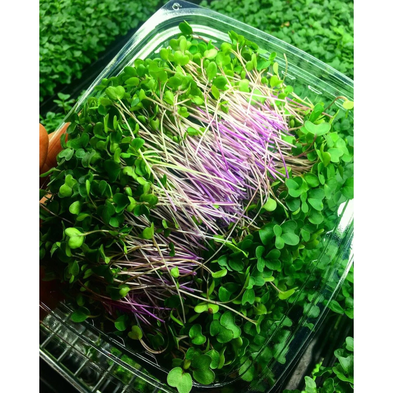 Seminte de gulie Purple Vienna, pentru microplante, 100 g - eMAG.ro