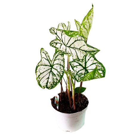 Planta naturala Caladium alb smochinul.ro, Ø ghiveci 10 cm, H 15 cm ...