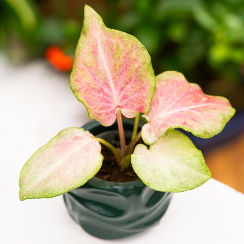 Planta naturala Caladium rosu, Ø ghiveci 10 cm, H 15 cm - eMAG.ro