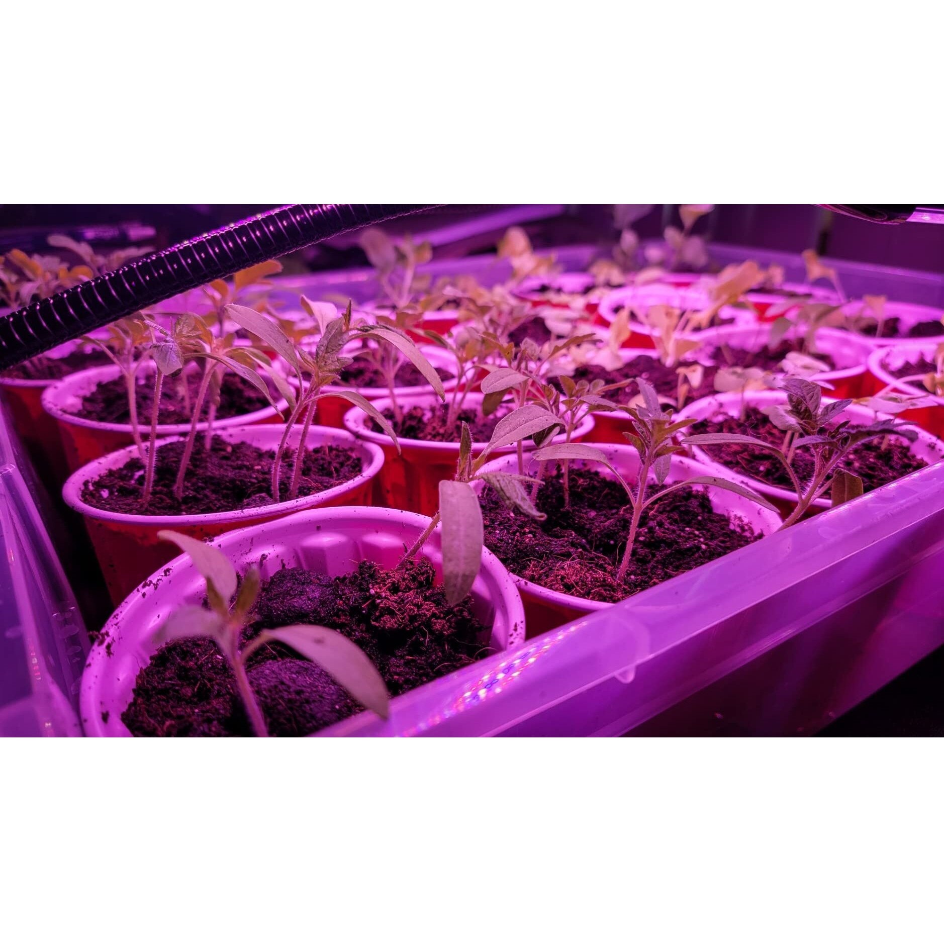 Lampa led cu 4 capete luminoase pentru cresterea plantelor AxaCube ...