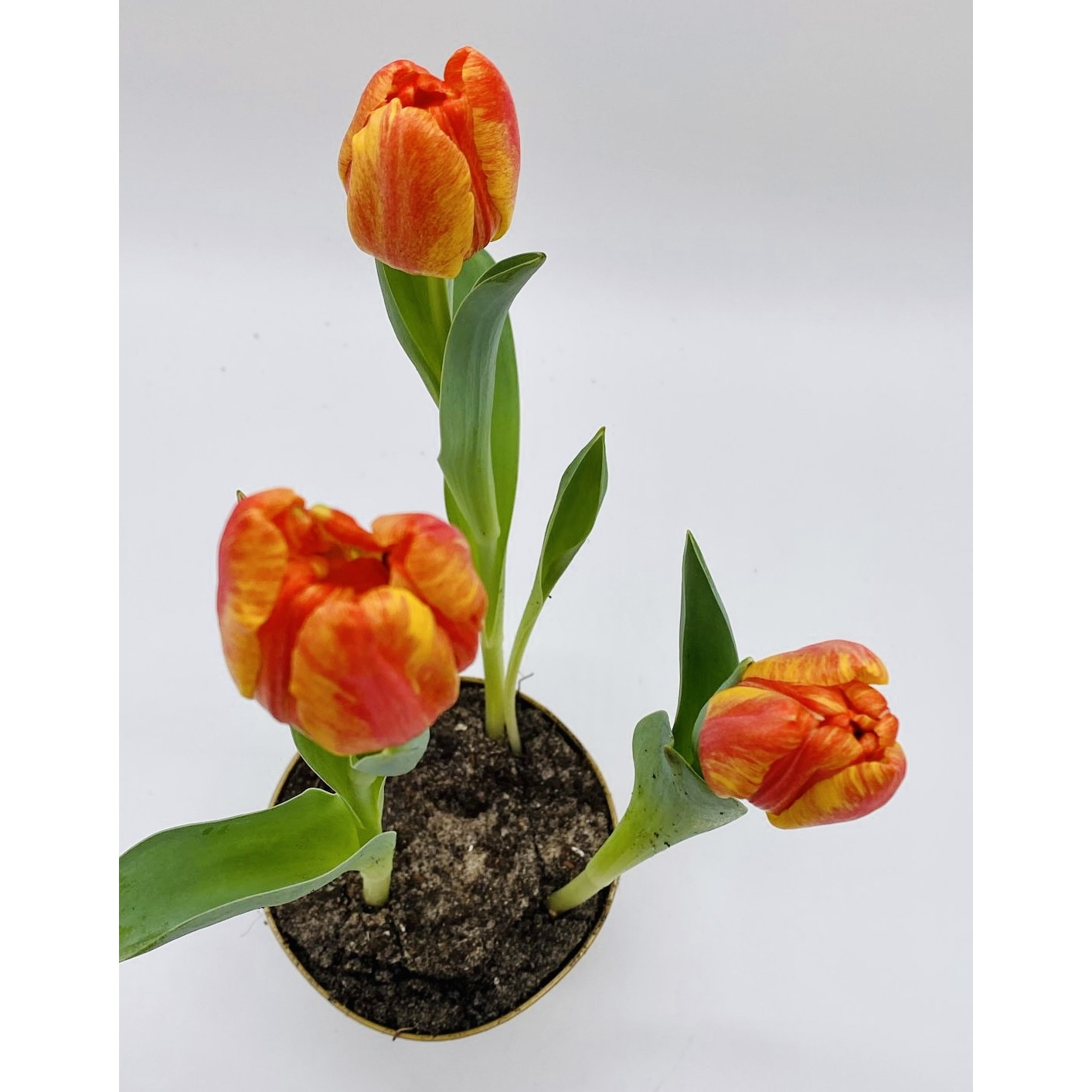 Planta naturala cu flori Lalea bulbi smochinul.ro, Ø ghiveci 10 cm, H ...