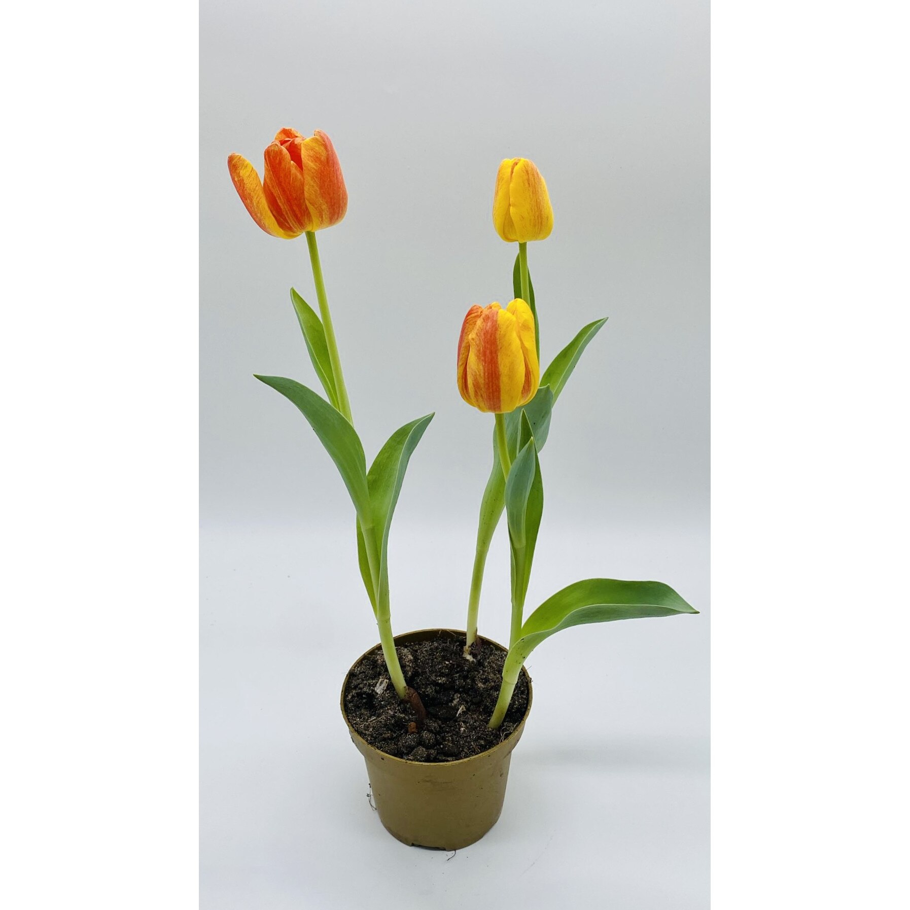 Planta naturala cu flori Lalea bulbi smochinul.ro, Ø ghiveci 10 cm, H ...