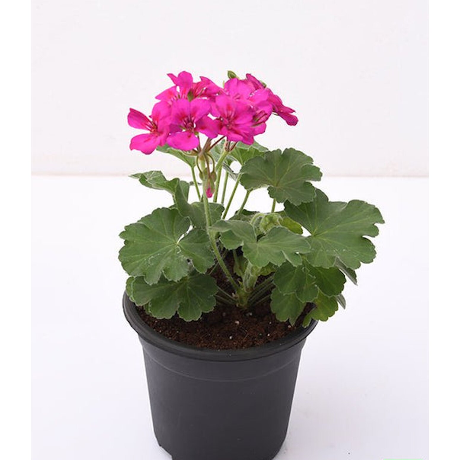 Planta naturala in ghiveci Muscata (Pelargonium Zonale) roz, Ø ghiveci ...