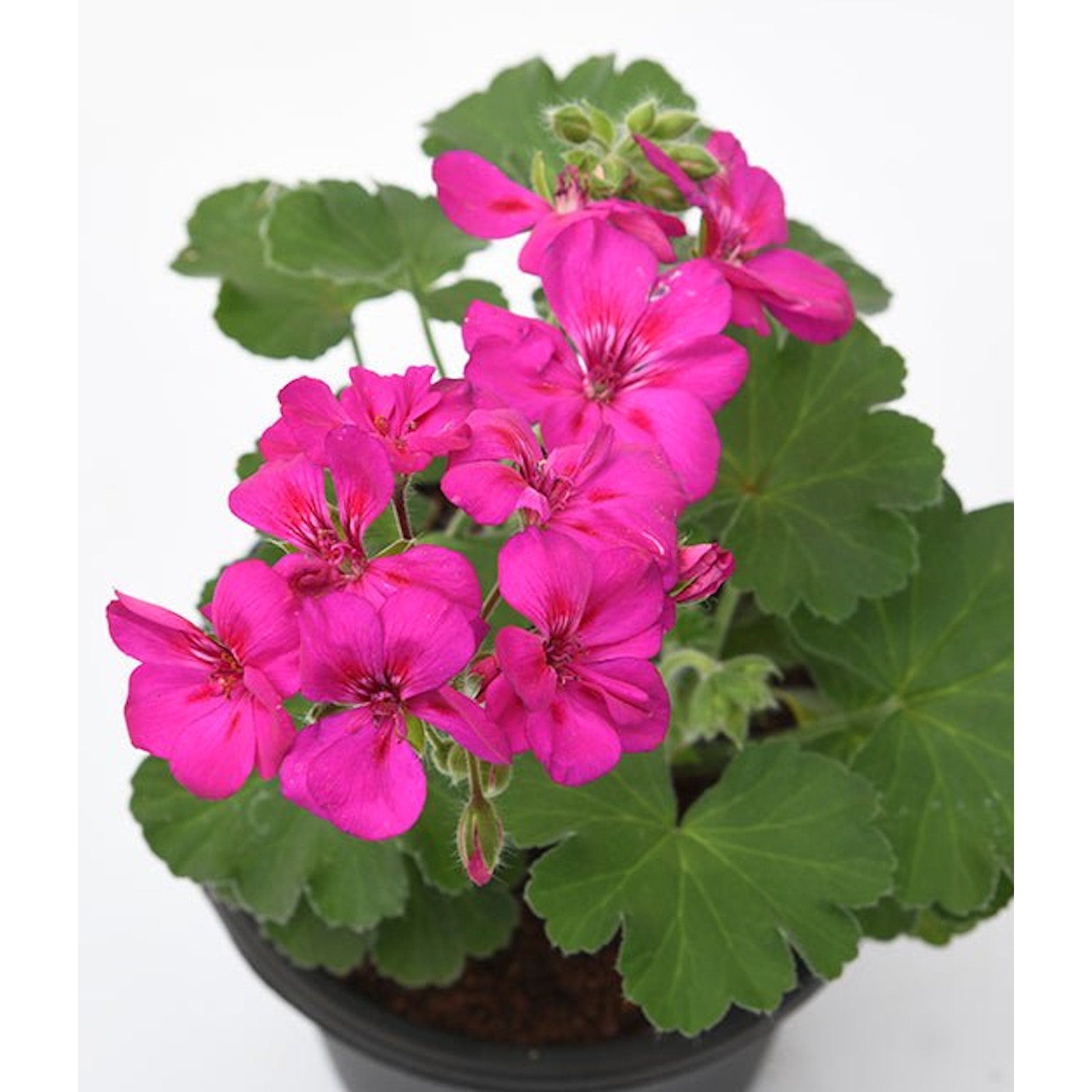 Planta naturala in ghiveci Muscata (Pelargonium Zonale) roz, Ø ghiveci ...