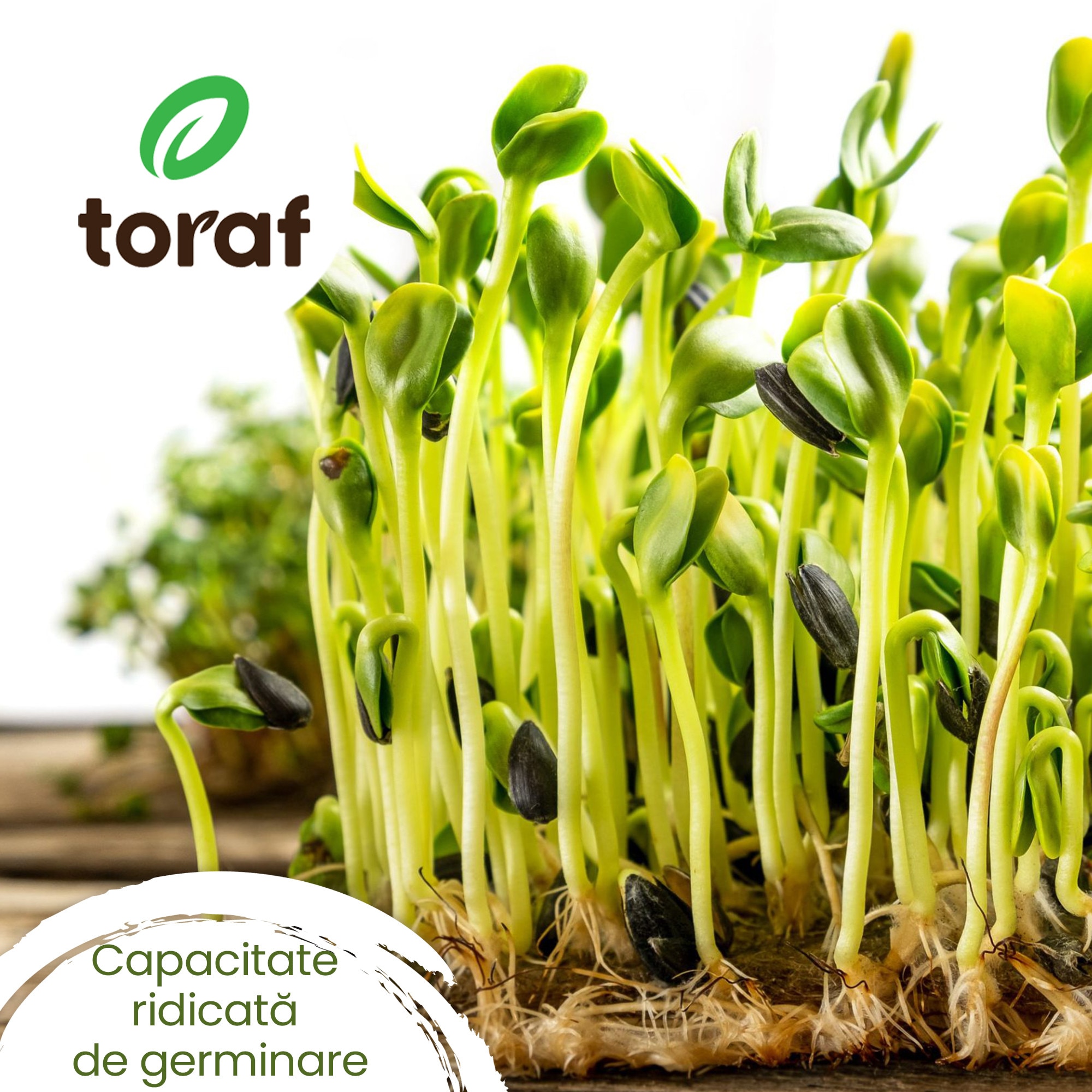 Set de seminte fructe legume, vinete, fasole lata, brocoli, sfecla ...