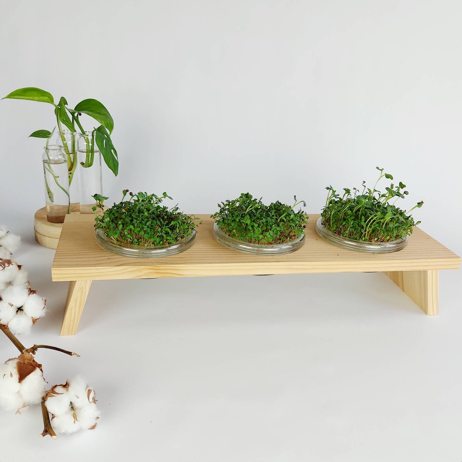 Suport de germinare pentru cultivarea micro-plantelor - eMAG.ro