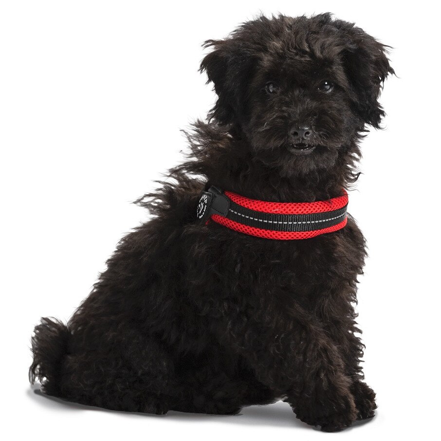 Ham pentru caine, Easy Fit reglabil, plasa respirabila, rosu, 54-69cm ...