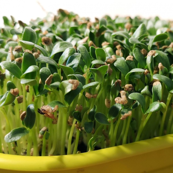 Seminte de schinduf - pentru microplante, 1 Kg - eMAG.ro