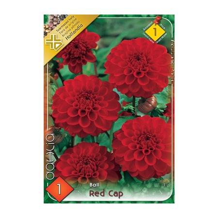 Bulbi de Dalii Ball Red Cap 1 bucati / pachet - eMAG.ro