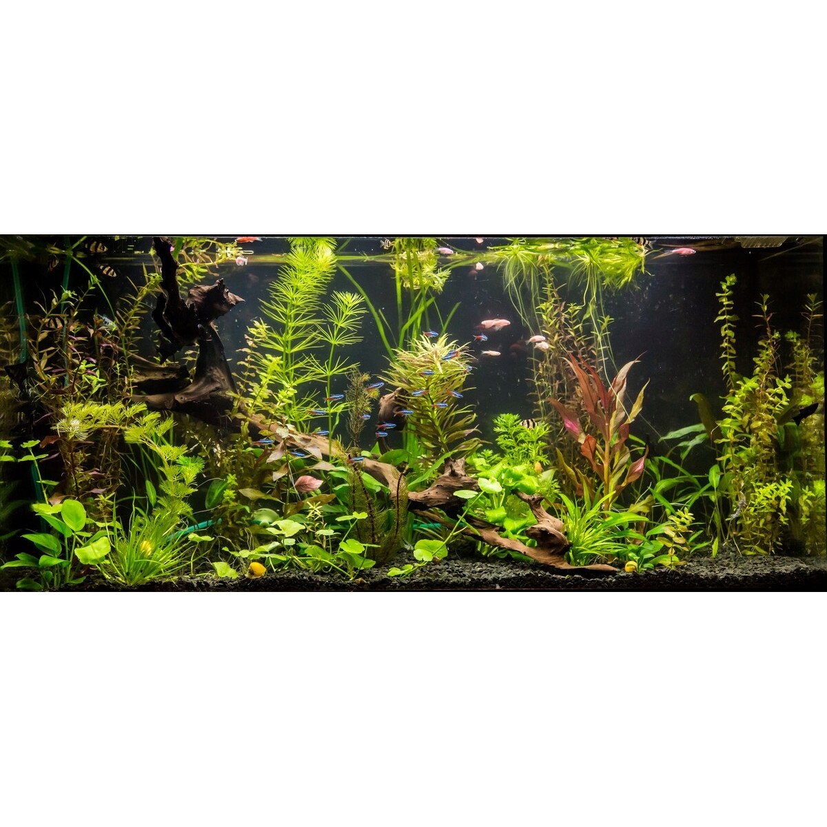 Lampa LED pentru acvariu FULL SPECTRUM 80cm acvariu GROW - eMAG.ro
