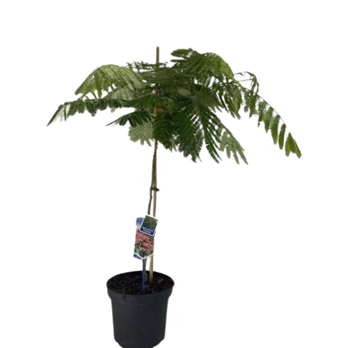 Arbore de matase-Albizia Julibrissin Ombrella Rosso 60/80 - eMAG.ro