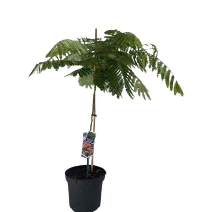 Arbore de matase-Albizia Julibrissin Ombrella Rosso 60/80 - eMAG.ro