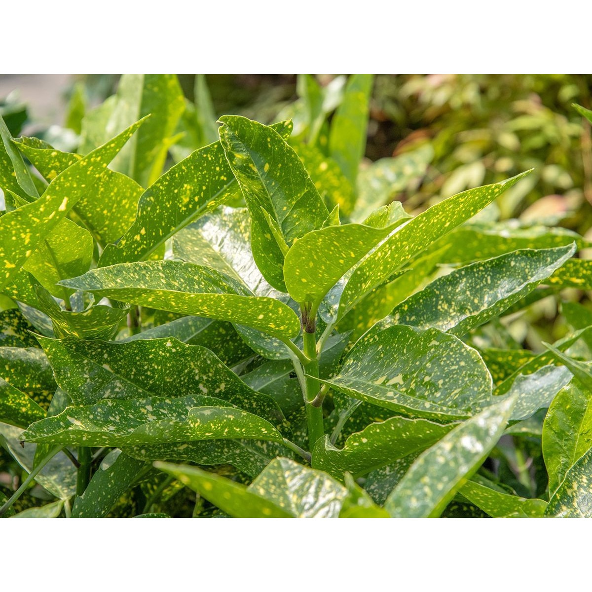 Aucuba Japonica-Pomul de aur 60/80 - eMAG.ro
