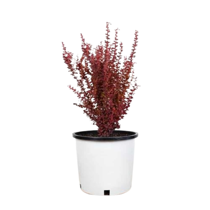 Arbust decorativ-Berberis Red Pillar - eMAG.ro