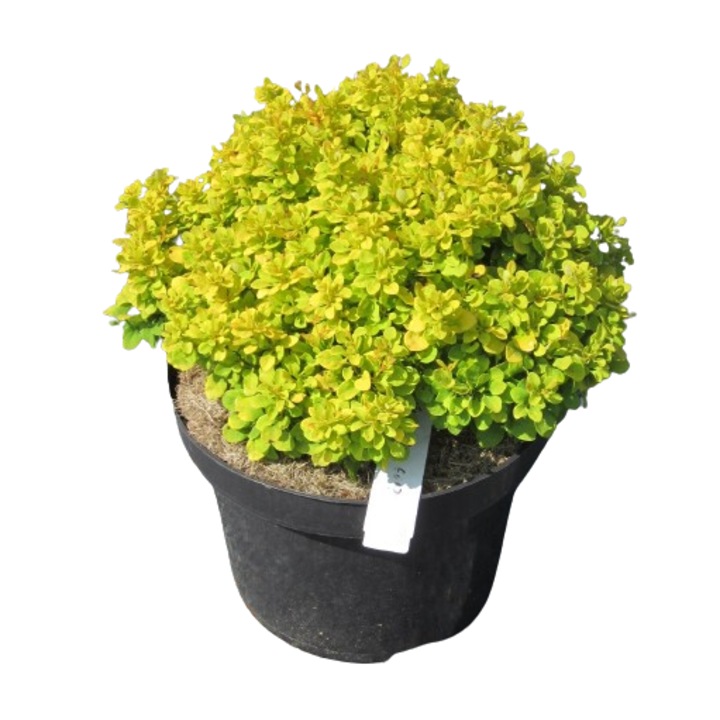Arbust decorativ-Berberis Tiny Gold - eMAG.ro