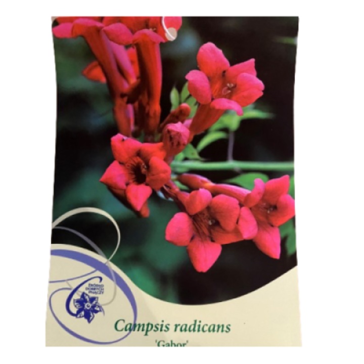 Trompeta, Luleaua Turcului, Campsis radicans Gabor P9, Ghiveci 9cm ...